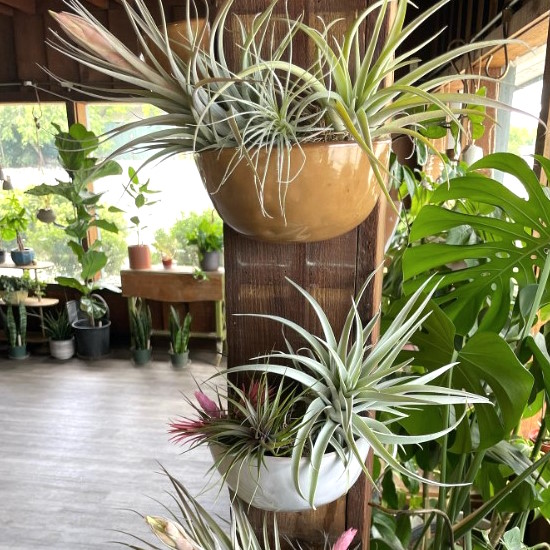 13 Air Plant Container Ideas (Simple and Effective) – Air Plant Expert