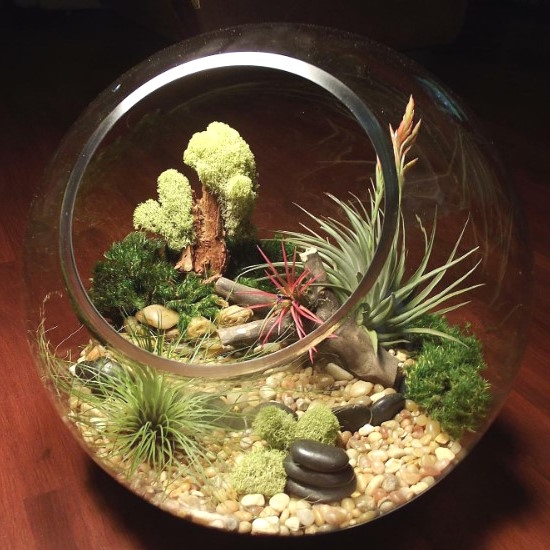 How to Make a Terrarium With Air Plants (in 7 Easy Steps) – Air Plant ...