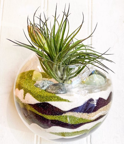 Air Plant Terrarium Ideas and Displays – Air Plant Expert