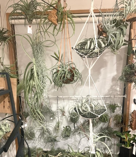 How to Hang Air Plants (9 Simple Ideas) – Air Plant Expert