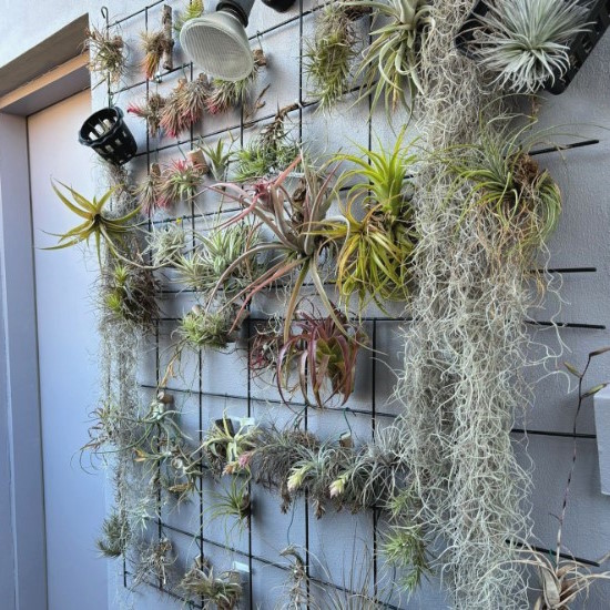 How to Hang Air Plants (9 Simple Ideas) – Air Plant Expert