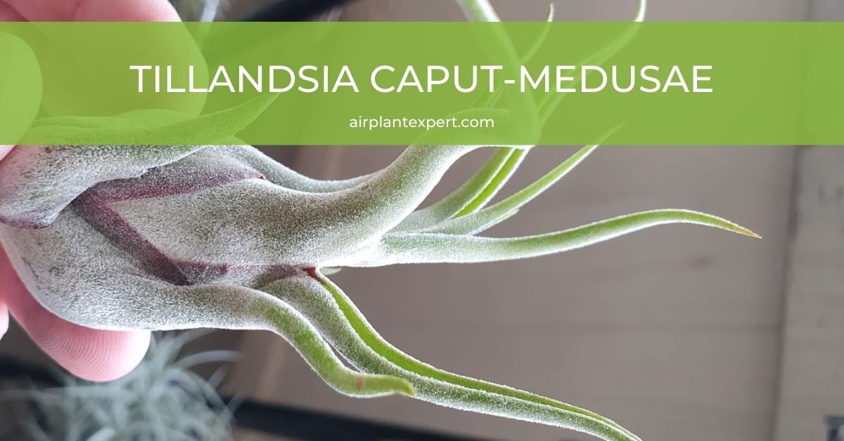 Tillandsia Caput-medusae – Air Plant Expert
